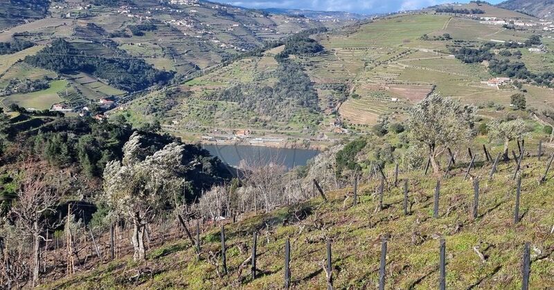 Terrenos en venta en Lamego - Viseu, Lamego, Penajóia - Parcela en ...