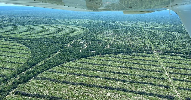 Boquerón department Agricultural exploitations for Sale - 3 Listings ...