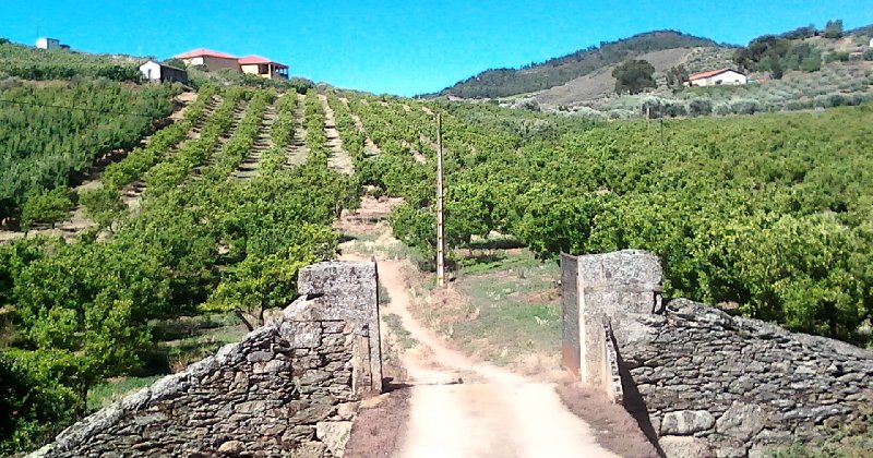 1 Luxury House for Sale in Vila Flor | Properstar