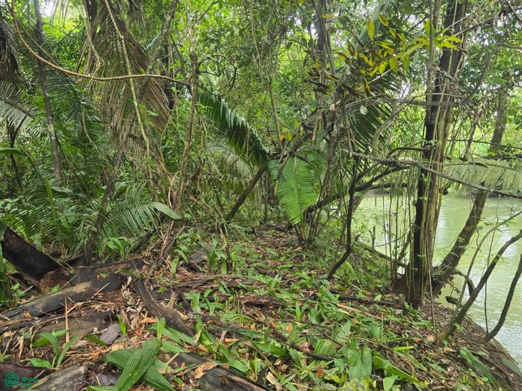 Tropical Riverfront Investment – 30 & 12.3 Acres on Rio Grande, Big ...