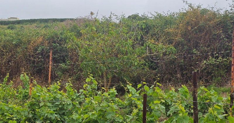 1 Terrain avec vue forêt à vendre - Santa Cruz de Ténérife | Properstar CH