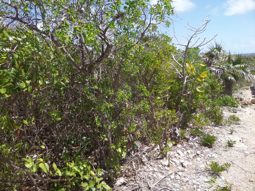 Long Island Lot - HPPQ+Q99, Stella Maris, The Bahamas, Long Island ...