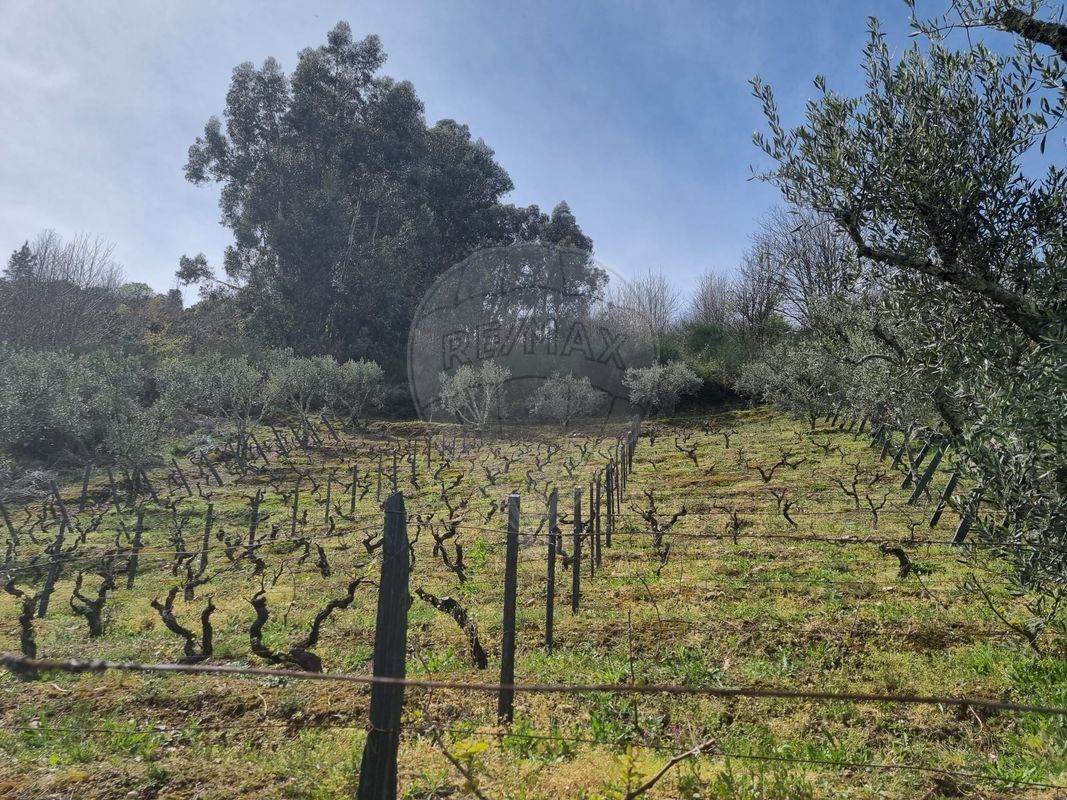 Terrenos en venta en Lamego - Viseu, Lamego, Penajóia - Parcela en ...