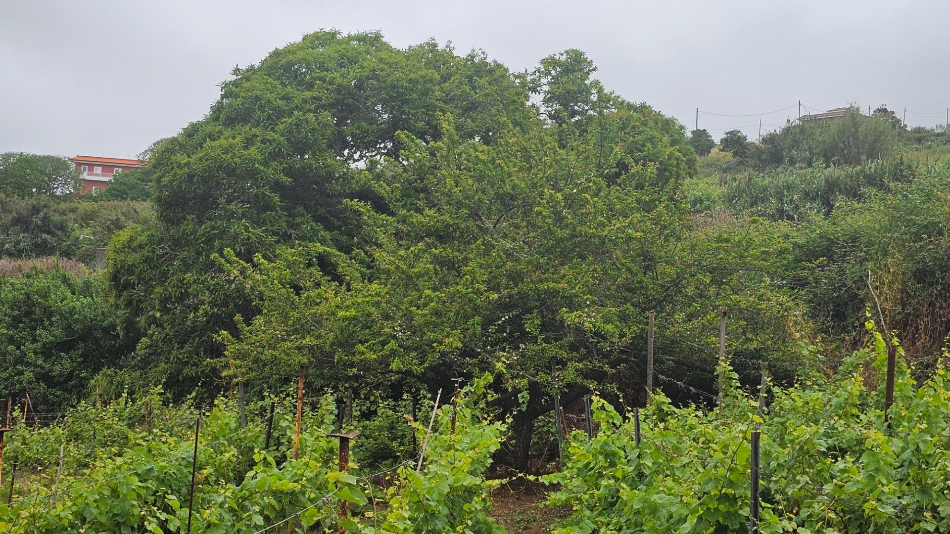 1 Terrain avec vue forêt à vendre - Santa Cruz de Ténérife | Properstar CH