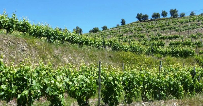 3 New Houses for Sale in Pinhão | Properstar