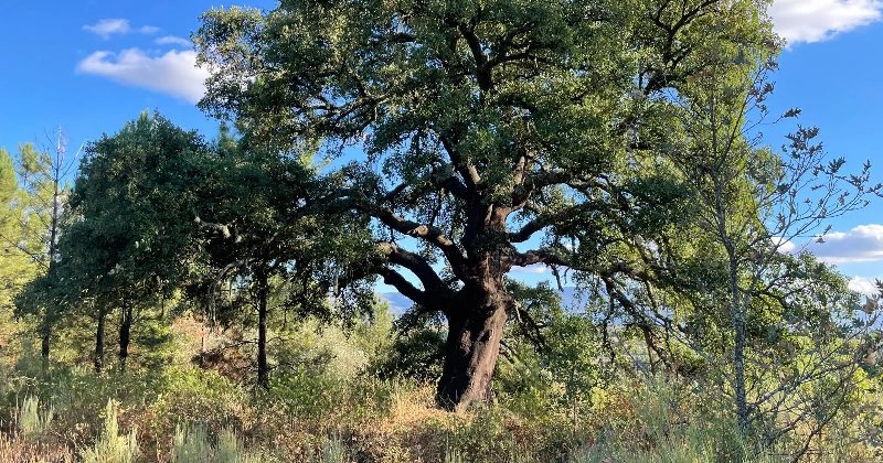 177 Terrains avec vue colline à vendre - Europe | Properstar